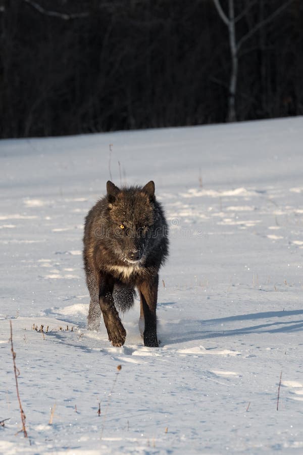 Wolf Ears Back Stock Photos - Free & Royalty-Free Stock Photos from ...