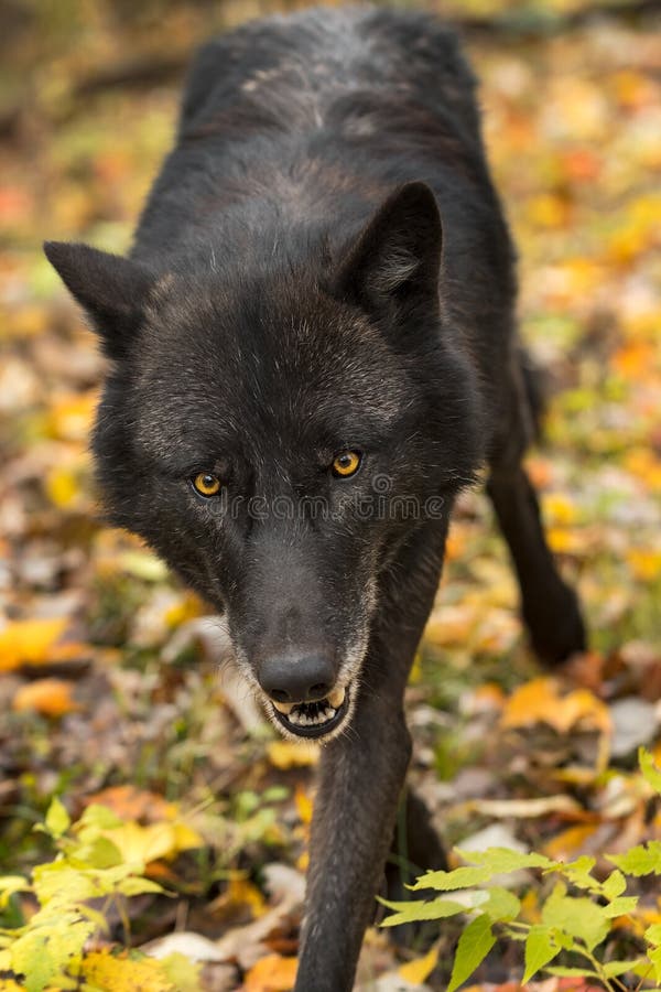 Black Phase Grey Wolf Canis Lupus Runs Forward Looking Up Autumn Stock ...