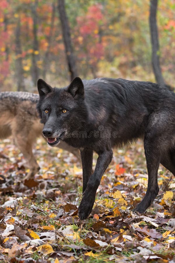 Black-Phase Grey Wolf (Canis Lupus) Steps Forward Second in Background ...