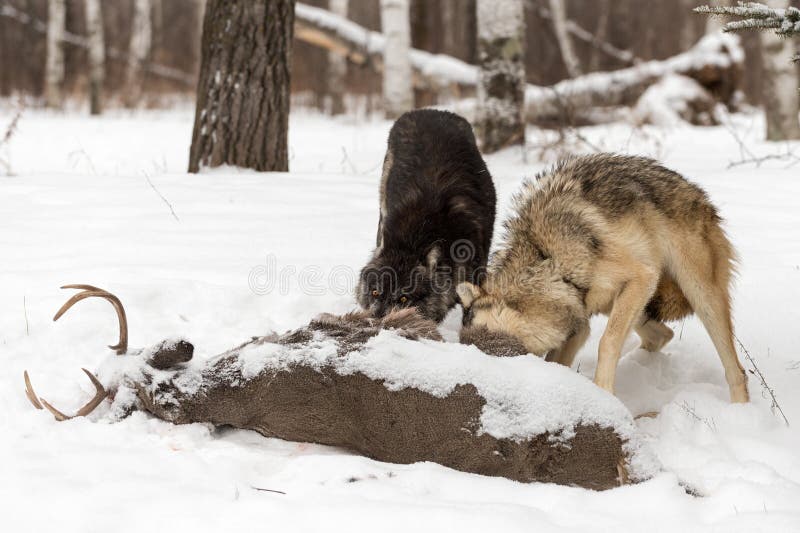 Black Phase and Grey Wolf Canis Lupus Tears into Deer Carcass Stock ...