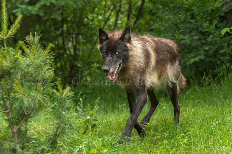 Black-Phase Wolf (Canis Lupus) Looks Up To the Right Winter Stock Photo ...