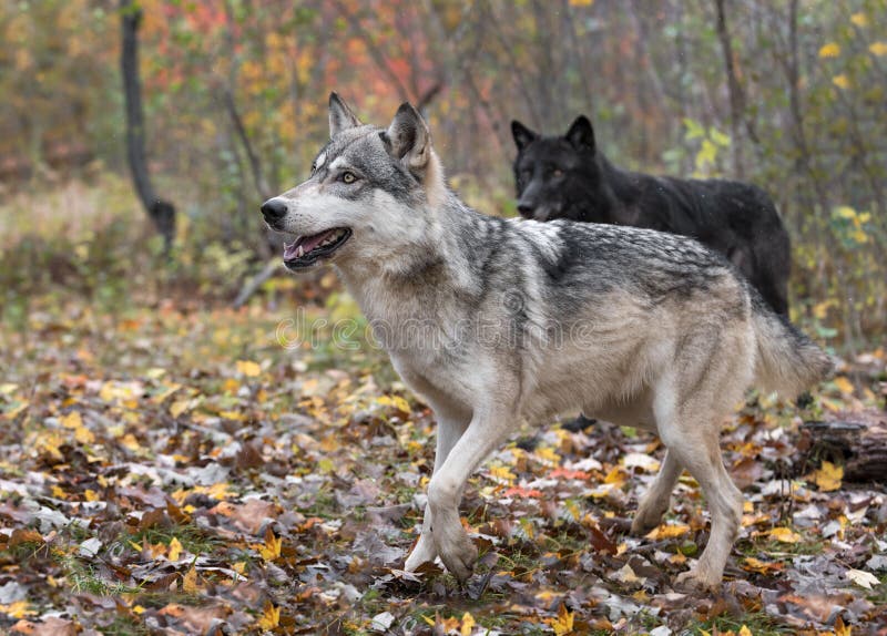 Black Phase and Grey Wolves (Canis Lupus) Look Left Autumn Stock Image ...