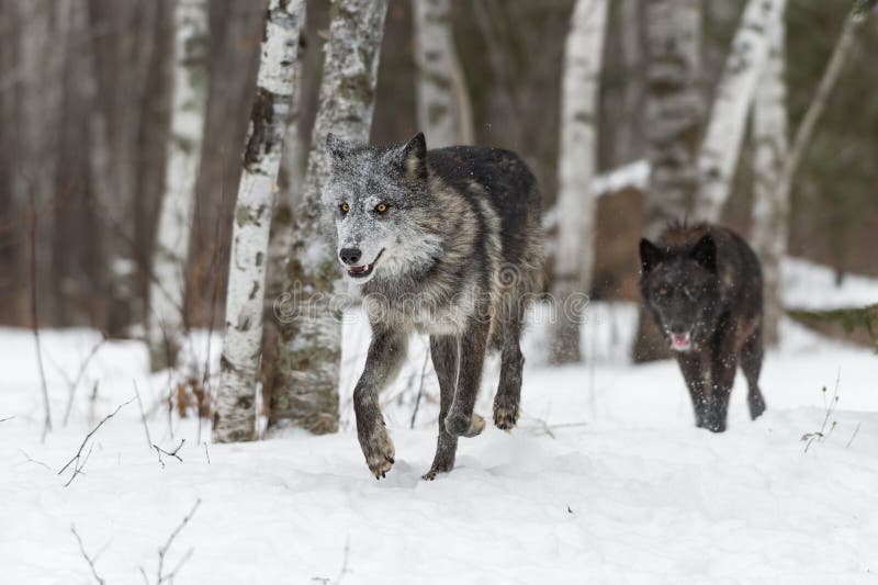 Black Phase Grey Wolves Canis Lupus Trot Forward from Woods Winter ...