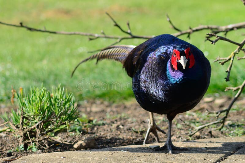 Black Pheasant in the Garden Stock Photo - Image of wild, garden: 92679982