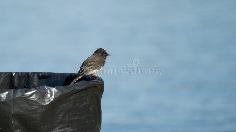 Black Phoebe Bird Perched on Garbage Can Stock Image - Image of water ...