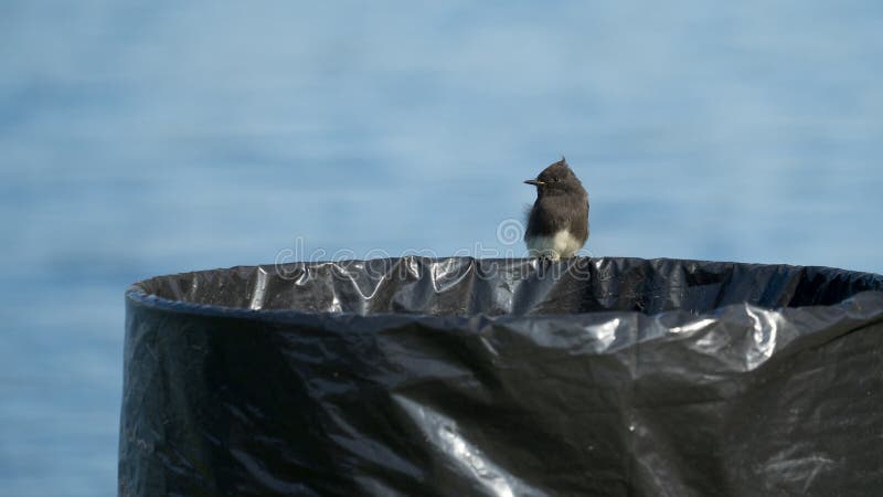 Black Phoebe Bird Perched on Garbage Can Stock Photo - Image of small ...