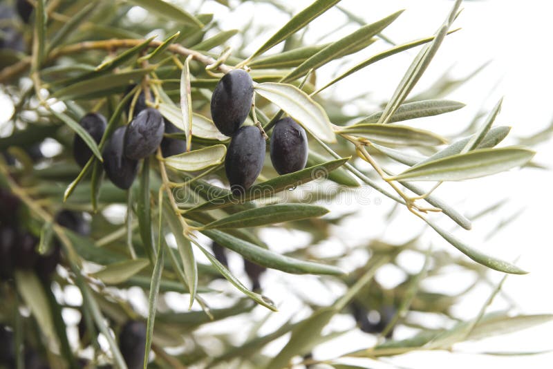 Picual Olive Tree in a Farm Stock Image - Image of agrarian, food ...