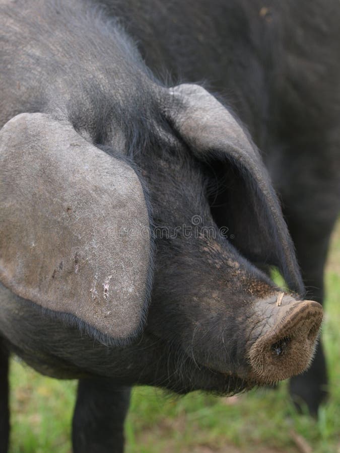 Black Pig stock photo. Image of meat, boar, farm, pork - 24509074