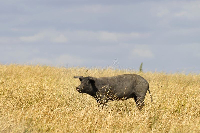 Black pig stock image. Image of bacon, meat, smell, group - 9320533