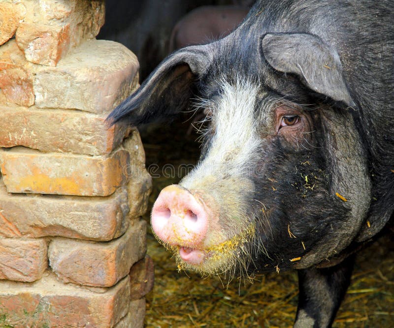 Black pig stock photo. Image of head, farming, swine - 98296782