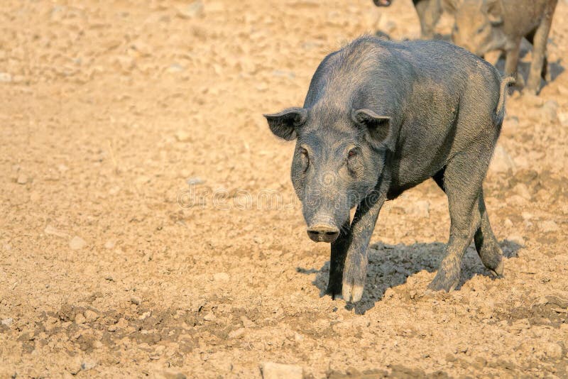 Black pig stock photo. Image of black, mammals, animal - 191855804