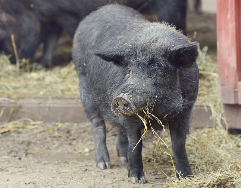 Black Pig stock image. Image of grass, outdoor, straw - 58589341