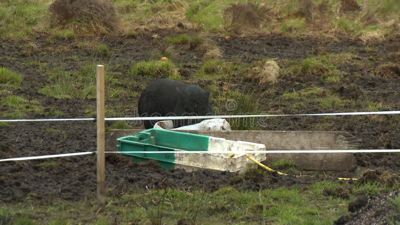 Black Pig Eating at Trough stock video. Video of grass - 162693259