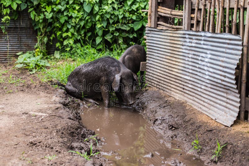 Pig - Aitutaki Lagoon Cook Islands Stock Photo - Image of domestic ...