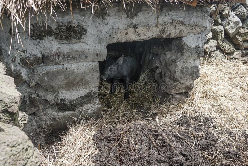 Piglet Hiding Hay Stock Photos - Free & Royalty-Free Stock Photos from ...