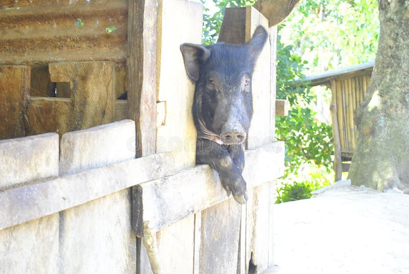 Black Pig Inside the Pig Pen during Daytime Stock Image - Image of ...
