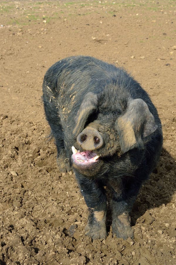 Black Pig stock photo. Image of livestock, pork, animal - 38840648