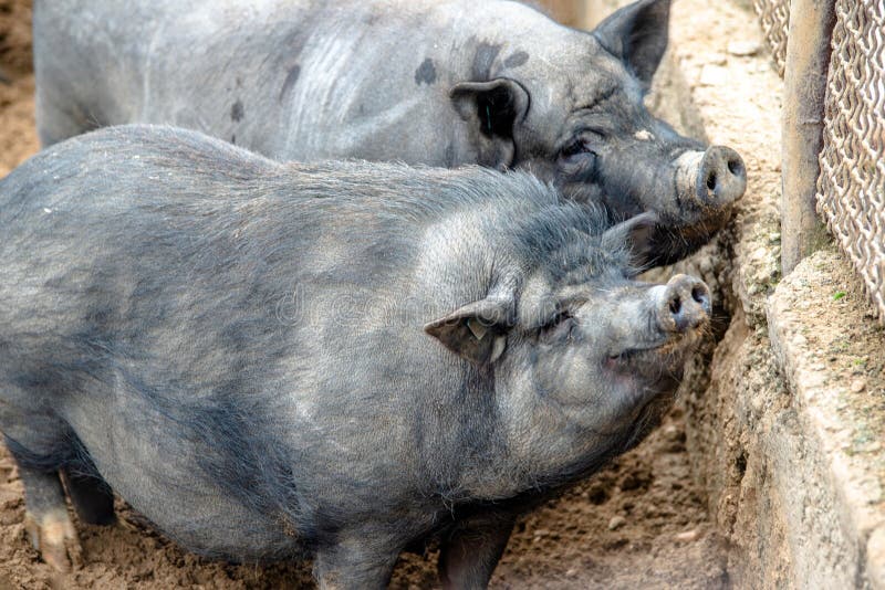 A Black Pig Shot in Close Up Stock Photo - Image of farm, warthog ...