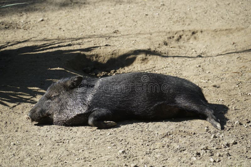 Resting pig stock image. Image of rock, mammal, lizard - 290123669
