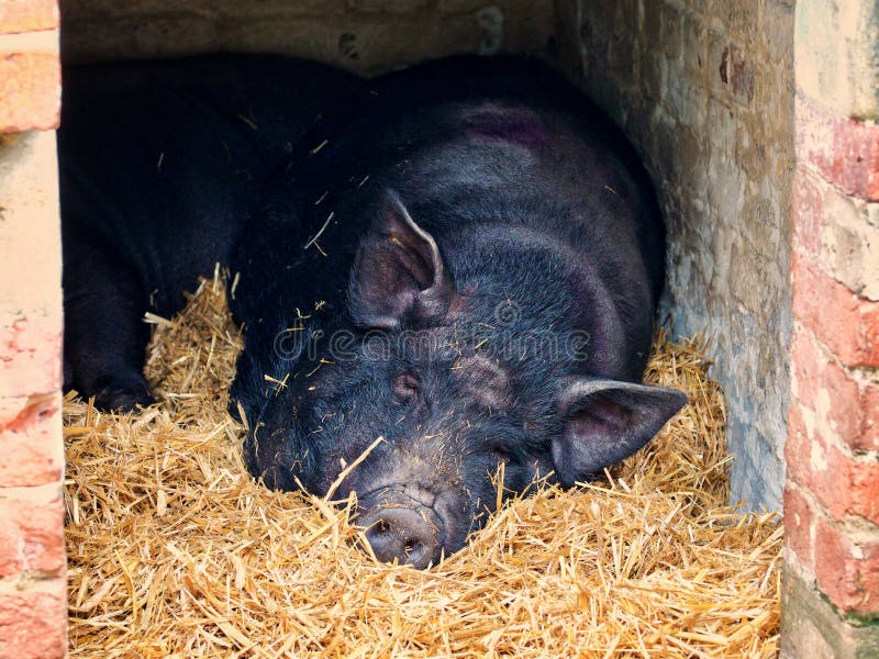 Pig stye stock photo. Image of mammal, animals, muddy - 34297084