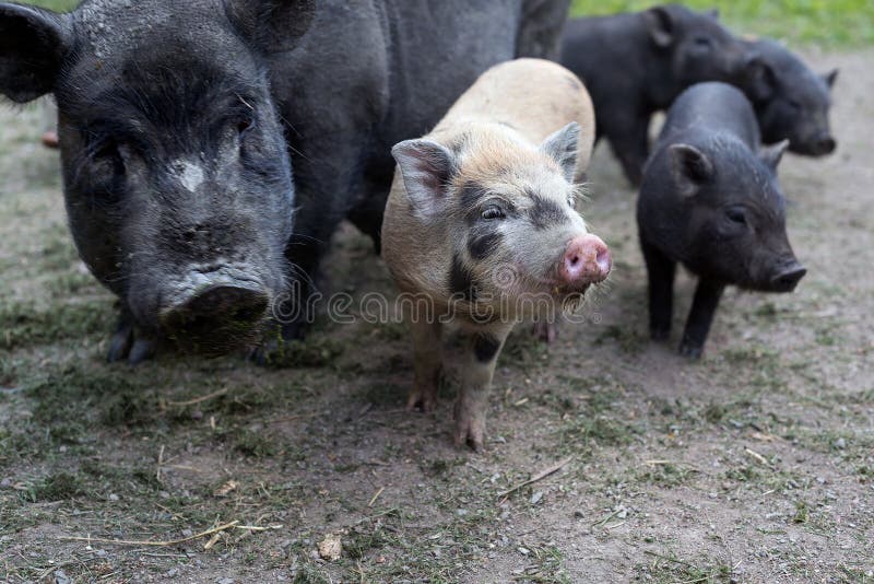 Black Pig Swine and Two Piglets Front Looking Stock Photo - Image of ...