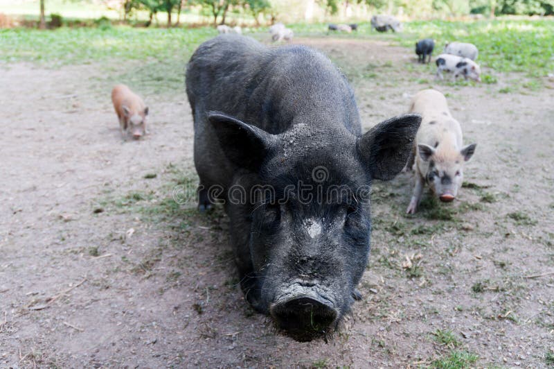 Black Pig Swine and Two Piglets Front Looking Stock Image - Image of ...