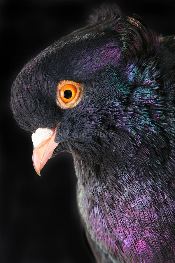 Black pigeon stock image. Image of holy, feather, nature - 64075195
