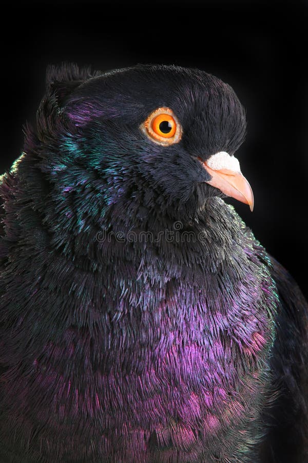 Black pigeon stock image. Image of dove, nature, purity - 64075203