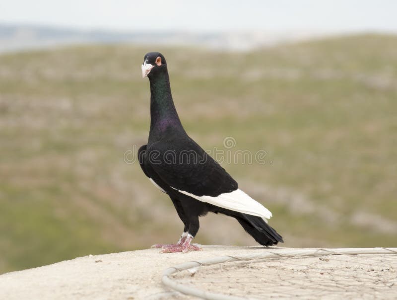 Black pigeon stock image. Image of clouds, colourfull - 58122205