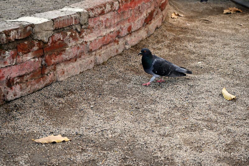 Black pigeon on the ground stock photo. Image of wild - 268660242