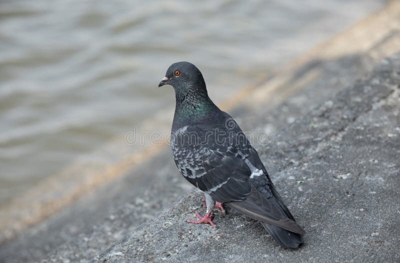 Black pigeon standing stock photo. Image of portrait - 276957278