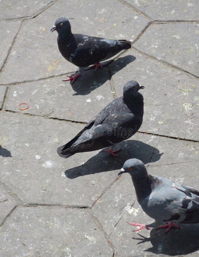 Black pigeon on the street stock image. Image of natural - 300026421