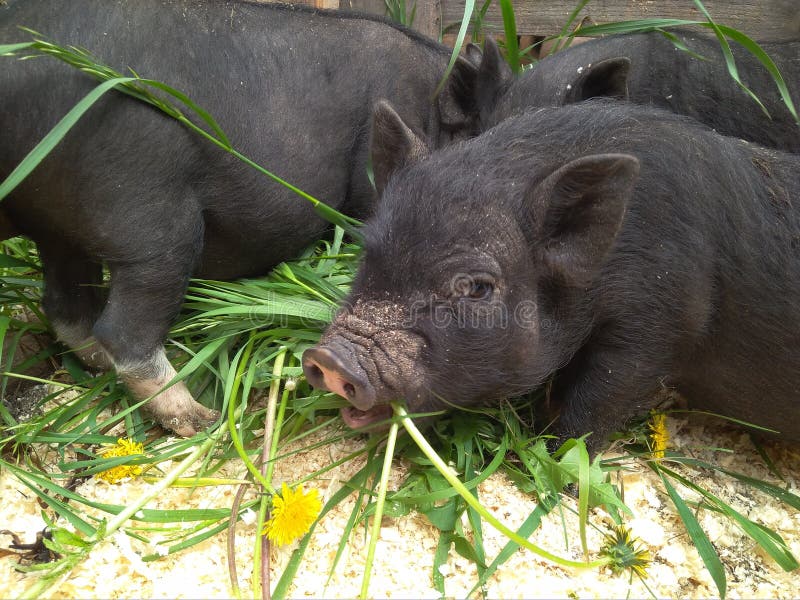Black Piglets in the Pen Pig Eating Grass Stock Image - Image of ...