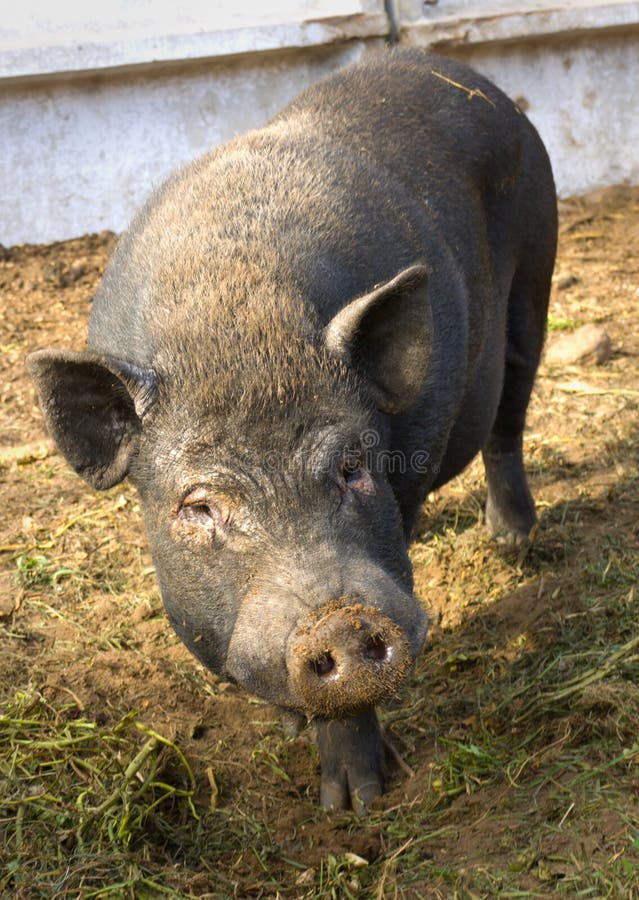 Pigs rooting stock image. Image of meat, daytime, stripy - 1014873