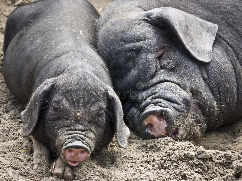 Black pigs stock image. Image of boar, village, cloven - 20360559