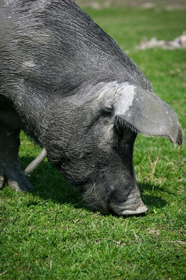 Black pigs stock image. Image of nature, field, color - 26915411