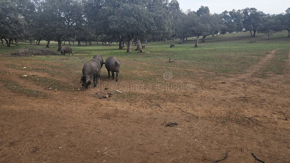 Black Pigs, Meat, Nature, Trees, Stock Photo - Image of black, trees ...