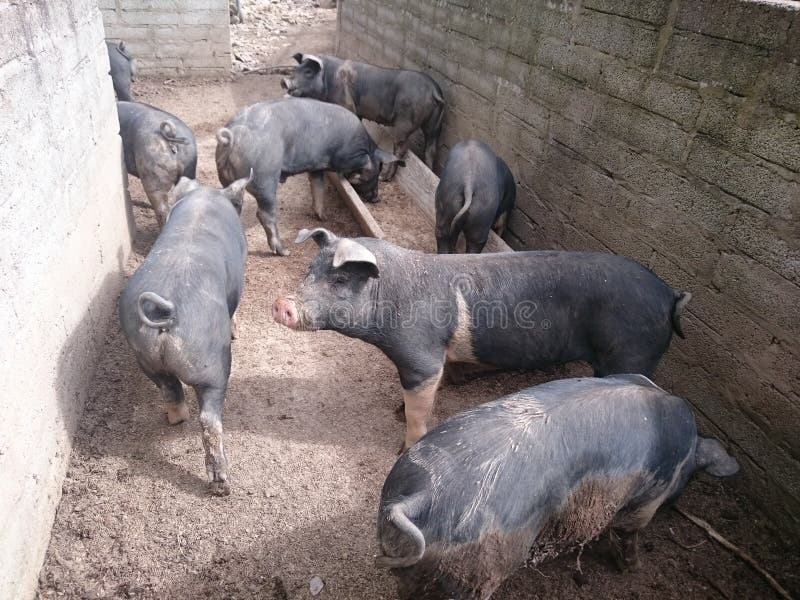 Pigs in a pigsty stock image. Image of pigsty, ears, piggy - 15744673