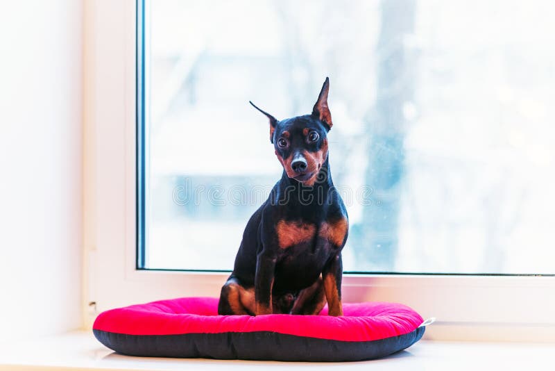 Male Pincher Toy Dog stock photo. Image of affection - 35778836