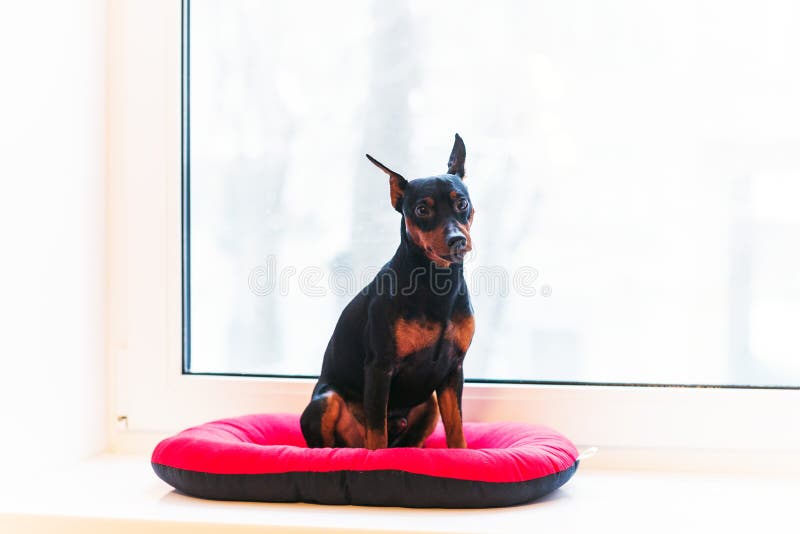 Male Pincher Toy Dog stock photo. Image of affection - 35778836