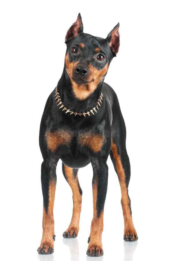 Male Pincher Toy Dog stock image. Image of posing, front - 35778827