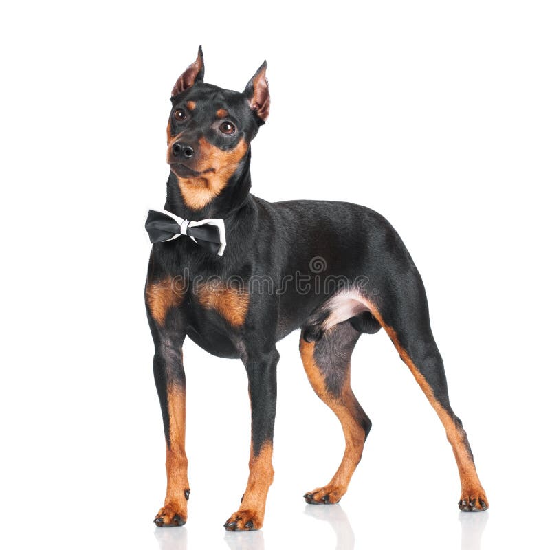 Male Pincher Toy Dog stock photo. Image of affection - 35778836