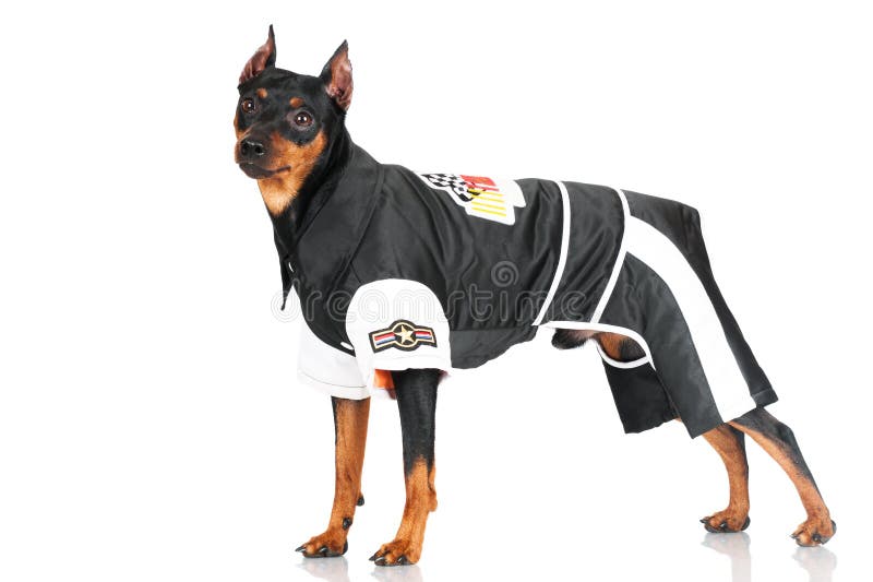 Male Pincher Toy Dog stock photo. Image of affection - 35778836