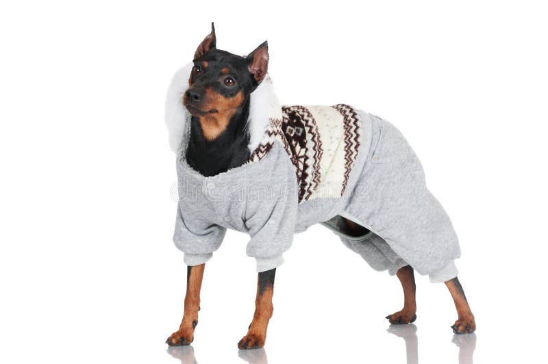 Male Pincher Toy Dog Photos - Free & Royalty-Free Stock Photos from ...