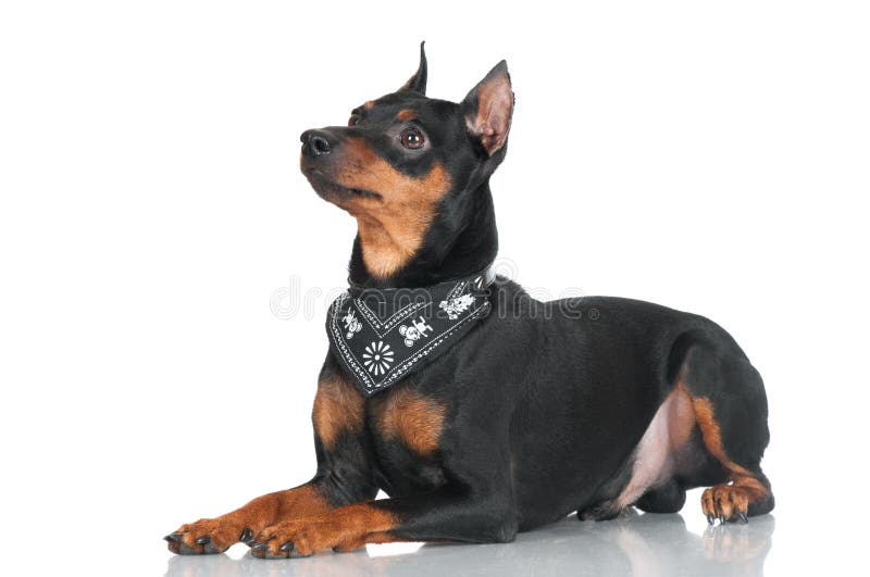 Male Pincher Toy Dog Photos - Free & Royalty-Free Stock Photos from ...