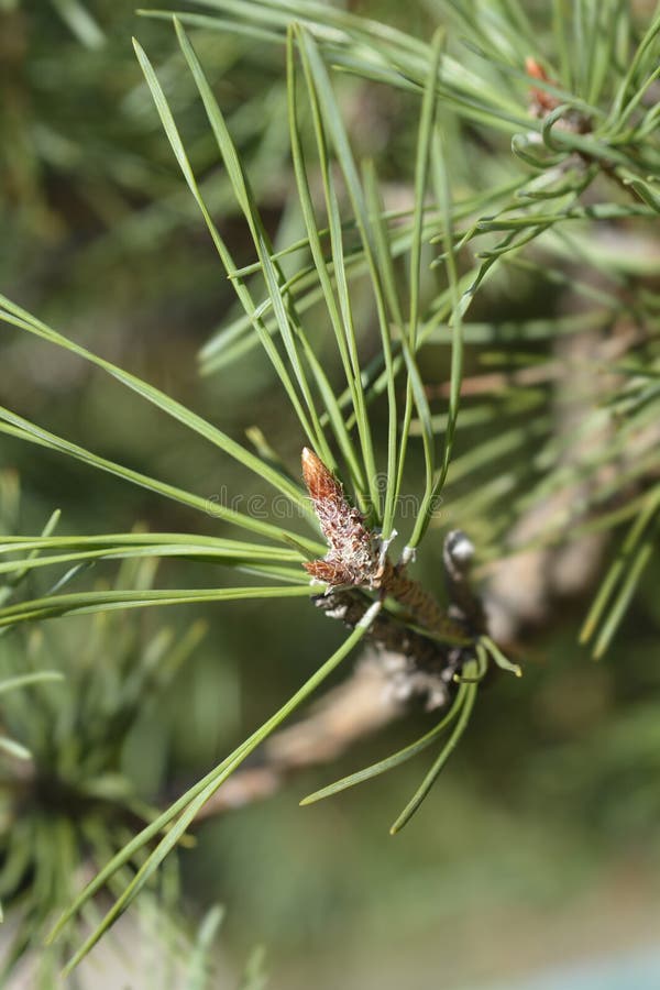 Black pine stock image. Image of leaf, austrian, branch - 377906221