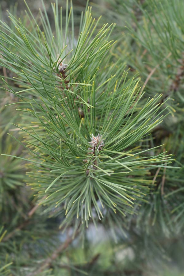Black pine stock image. Image of close, needle, branch - 141674529