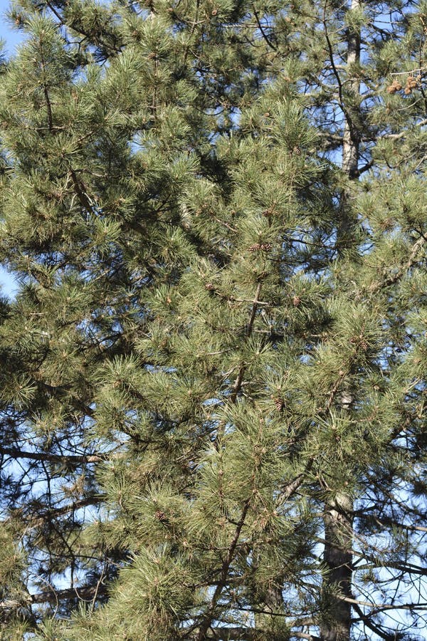 Black Pine Pinus In The Park Habitus Young Pine Branches From The ...
