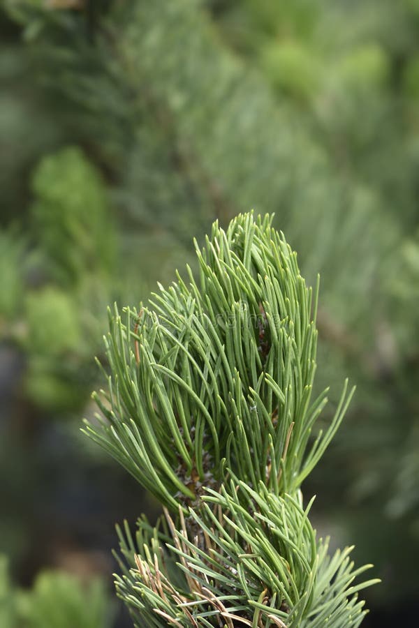 Black pine Oregon Green stock photo. Image of tree, nature - 192857468