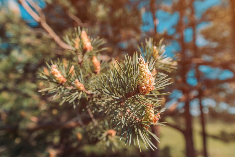 Black Pine Pinus Nigra Coniferous Tree Close Up Stock Image - Image of ...